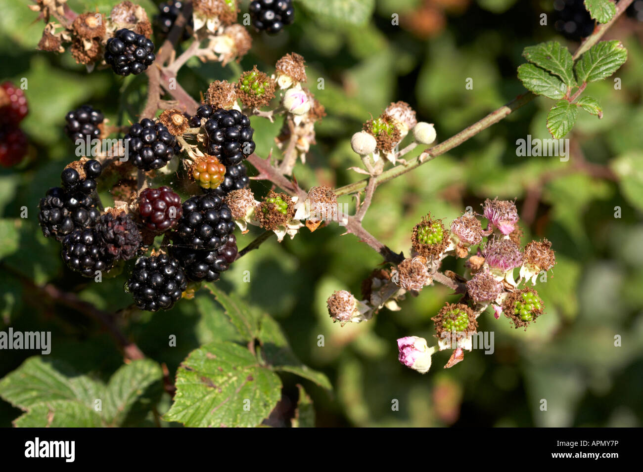 Blackberry fruit and flowers Stock Photo - Alamy