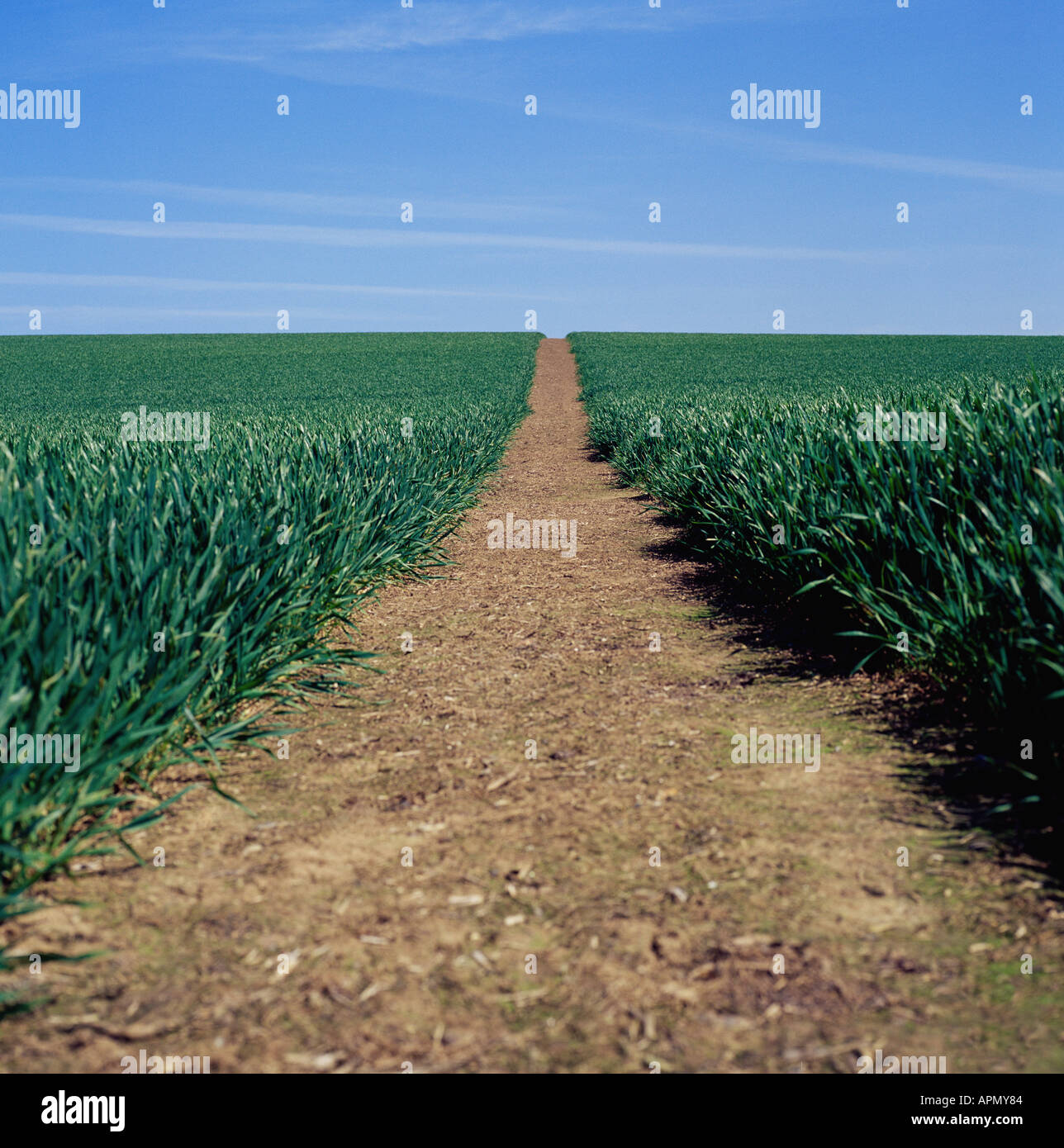 Hing perspective hi-res stock photography and images - Alamy