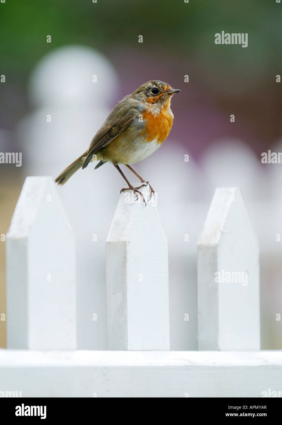 RED ROBIN ON WHITE PICKET FENCE Stock Photo - Alamy