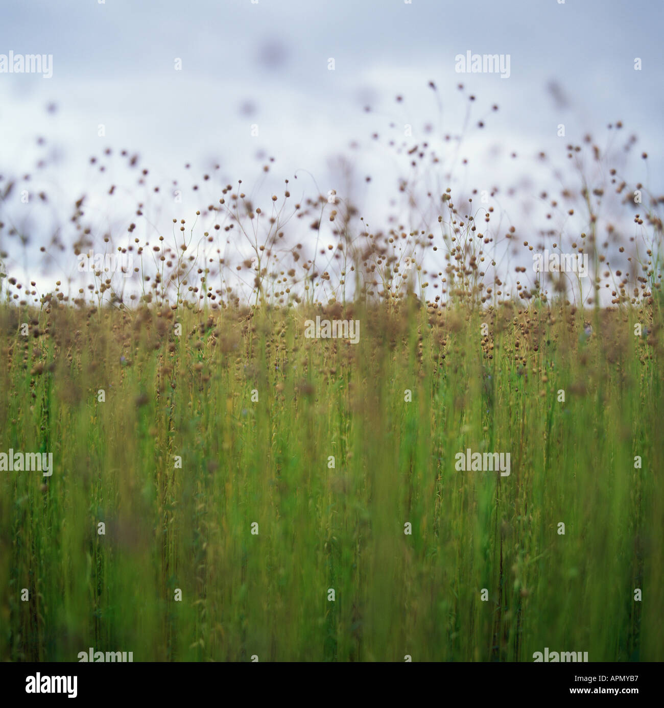Field of seed pods Stock Photo - Alamy