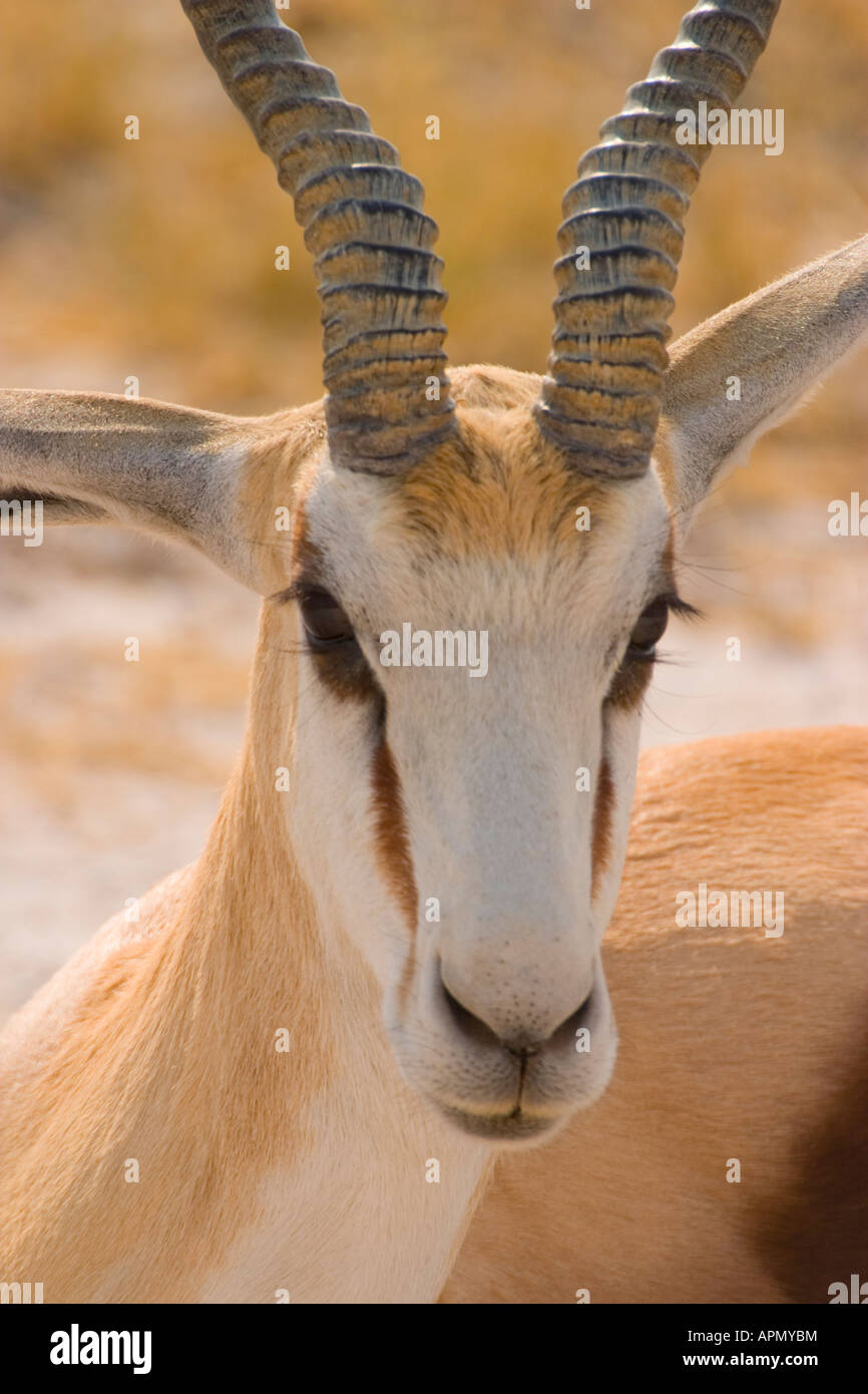 Springbok face hi-res stock photography and images - Alamy