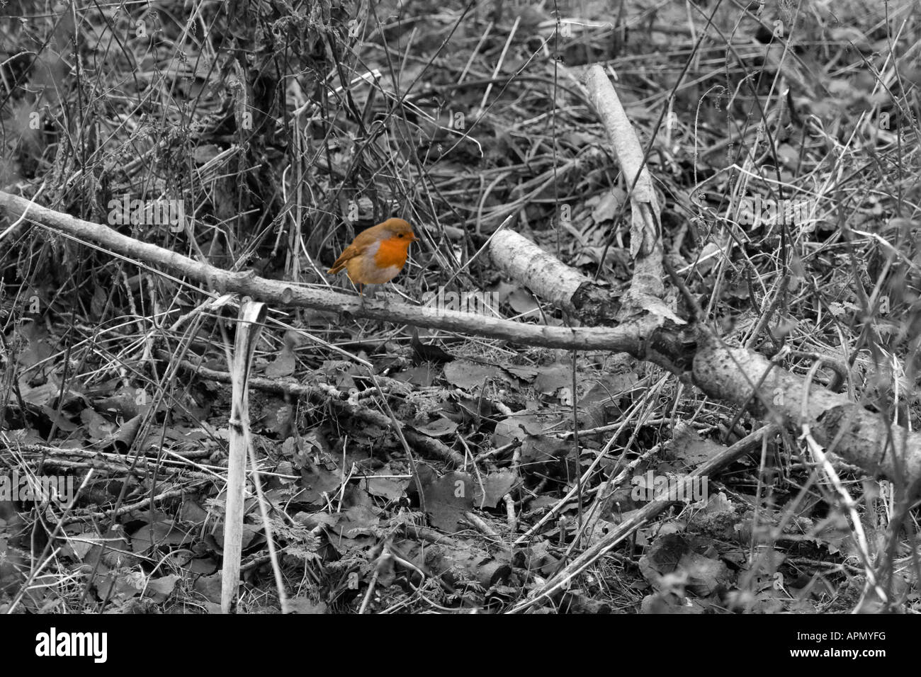 Robin in colour against black and white woodland background Stock Photo ...