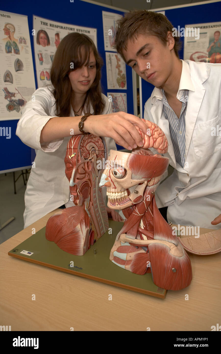 Medical students using anatomical model Stock Photo - Alamy