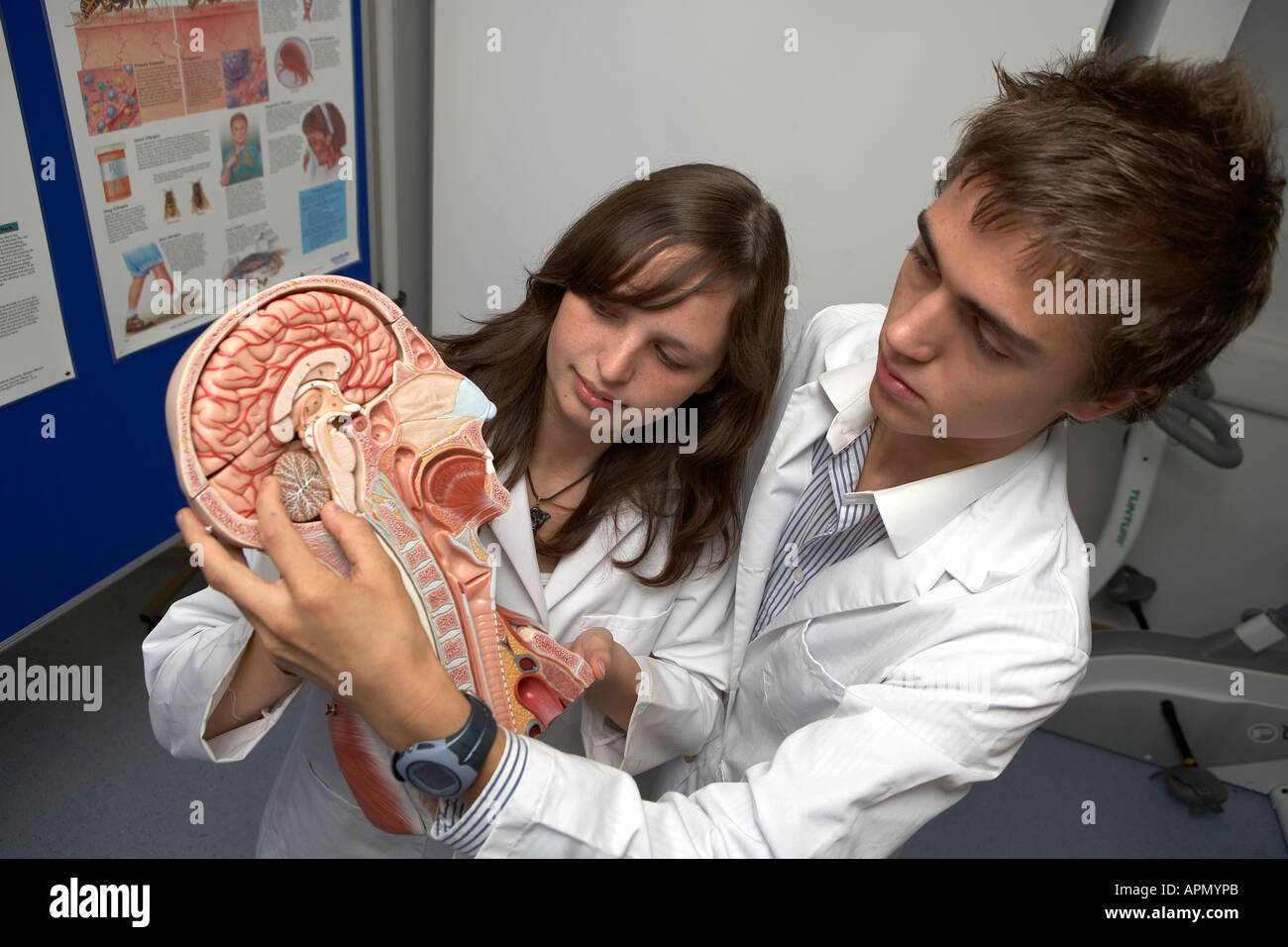 Medical students using anatomical model Stock Photo - Alamy
