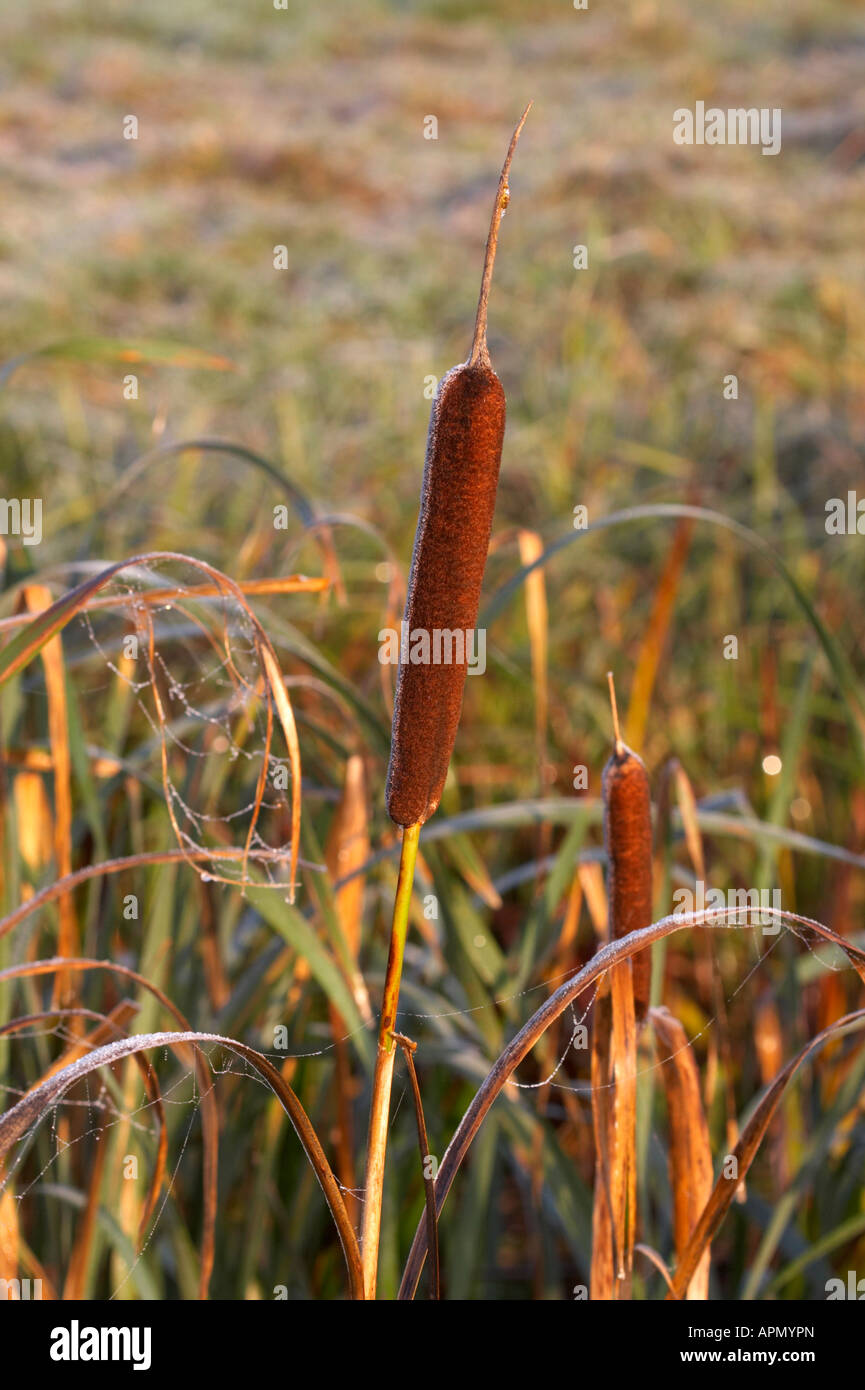 Bull rush reed hi-res stock photography and images - Alamy