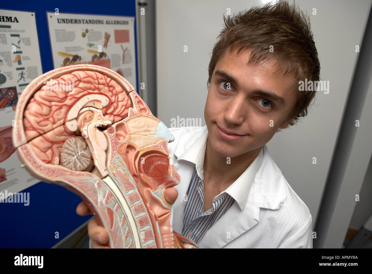 Medical student using anatomical model Stock Photo - Alamy