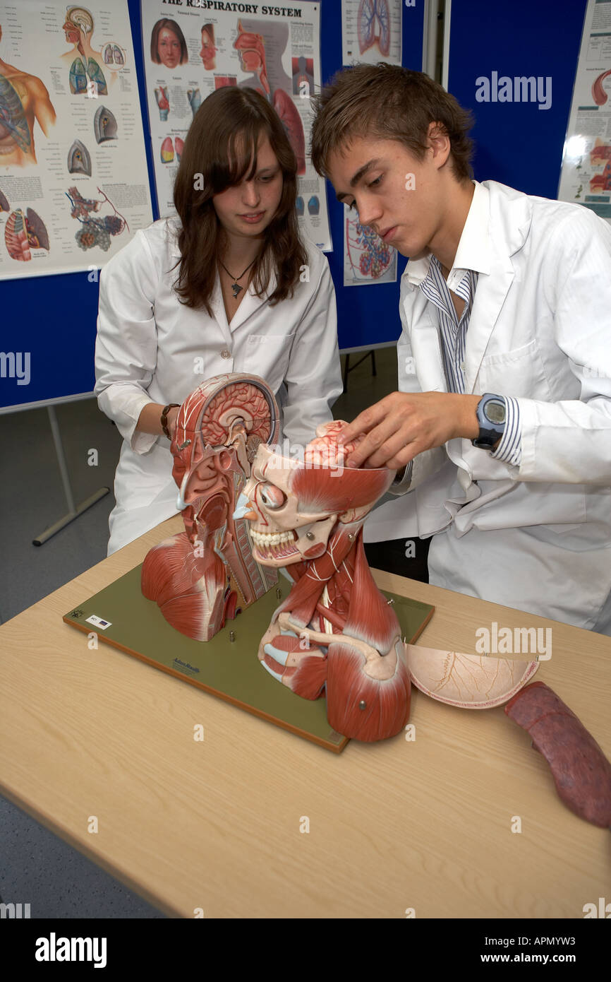 Medical students using anatomical model Stock Photo - Alamy
