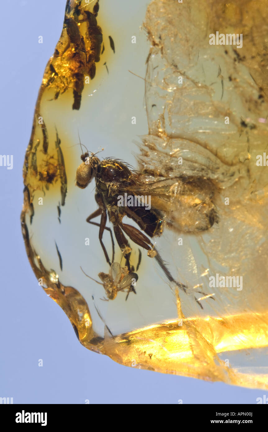 Fly in Baltic Amber, Lithuania, 40-50m years old Stock Photo - Alamy
