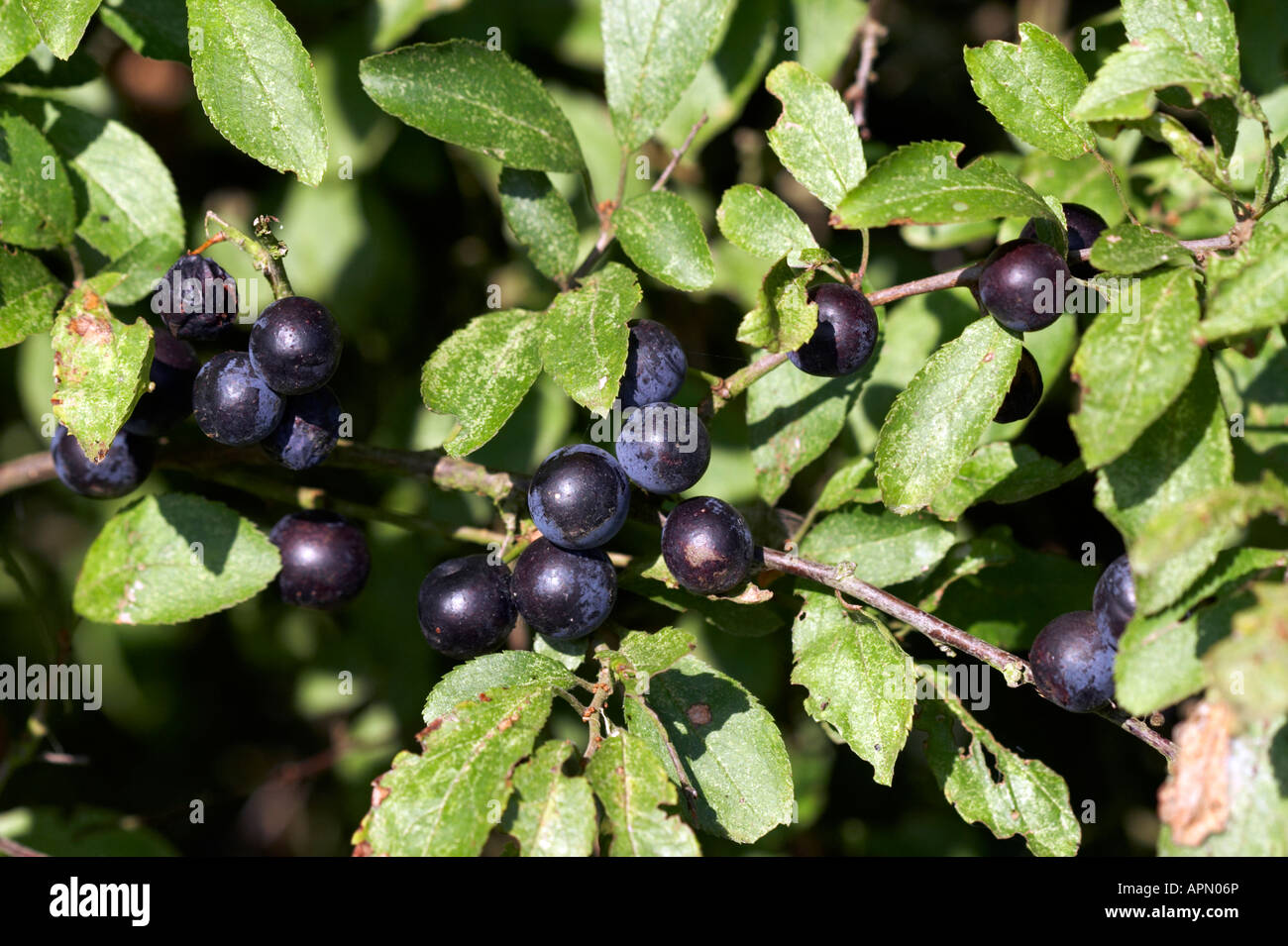 Leaves of sloe thorn hi-res stock photography and images - Alamy