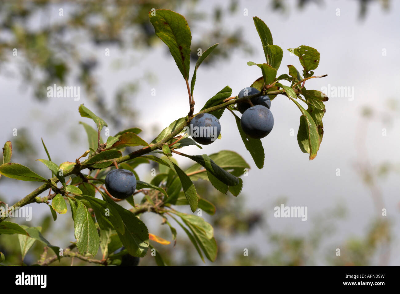 Sloeberry hi-res stock photography and images - Alamy