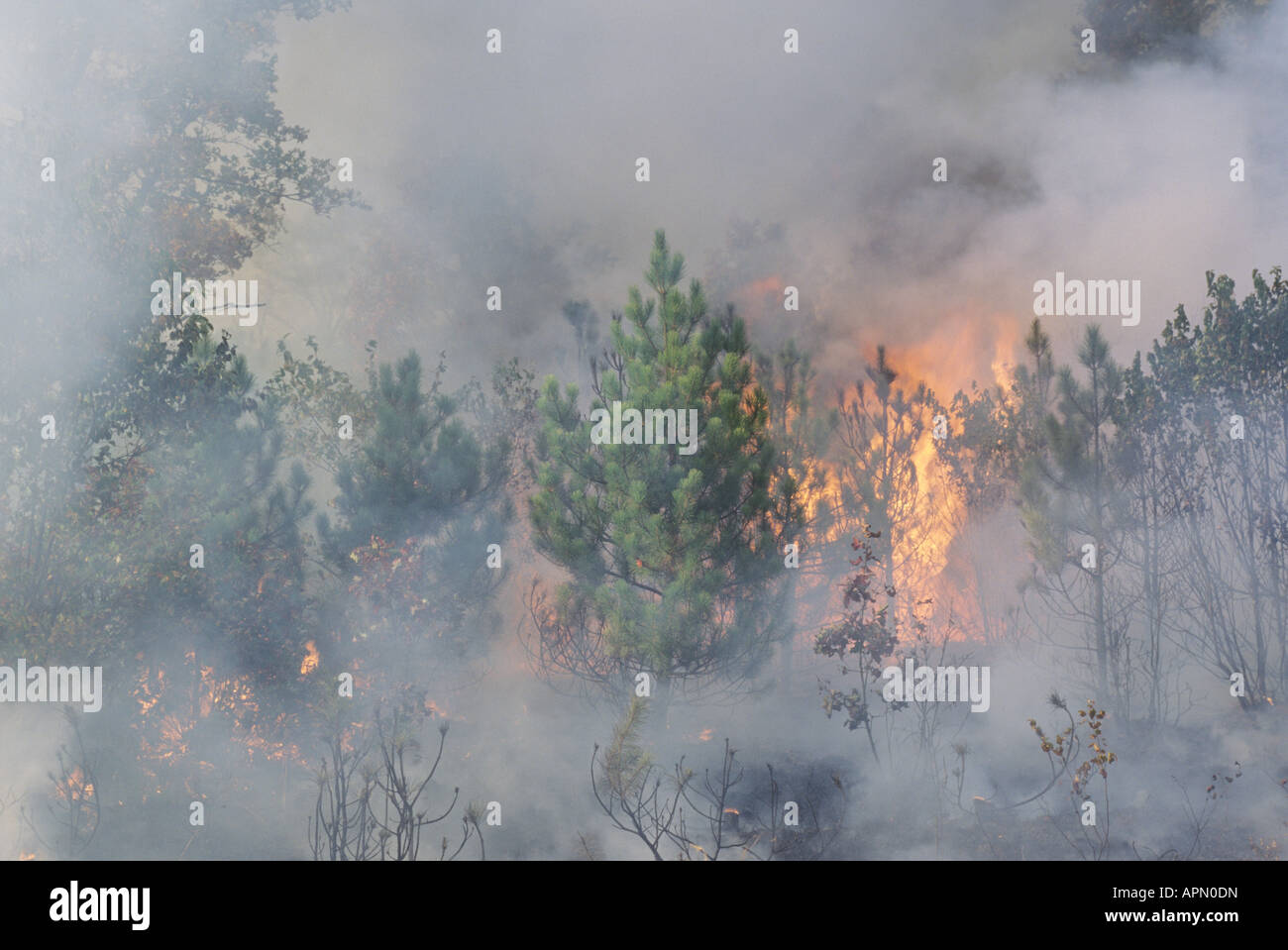Michigan forest fire hi-res stock photography and images - Alamy