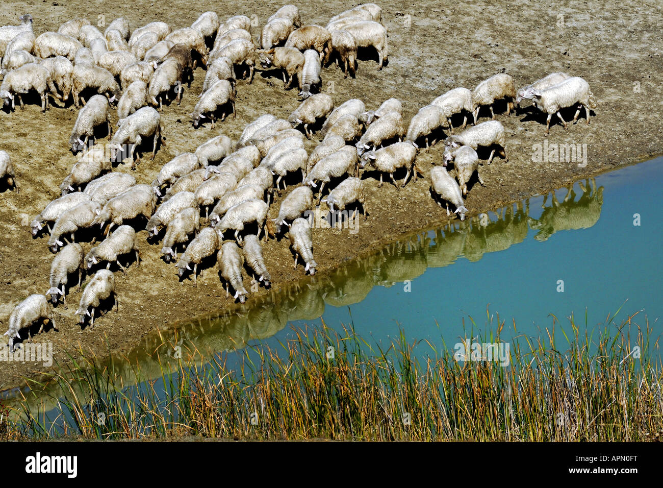 Flock of sheep in Tuscany in italy Stock Photo - Alamy