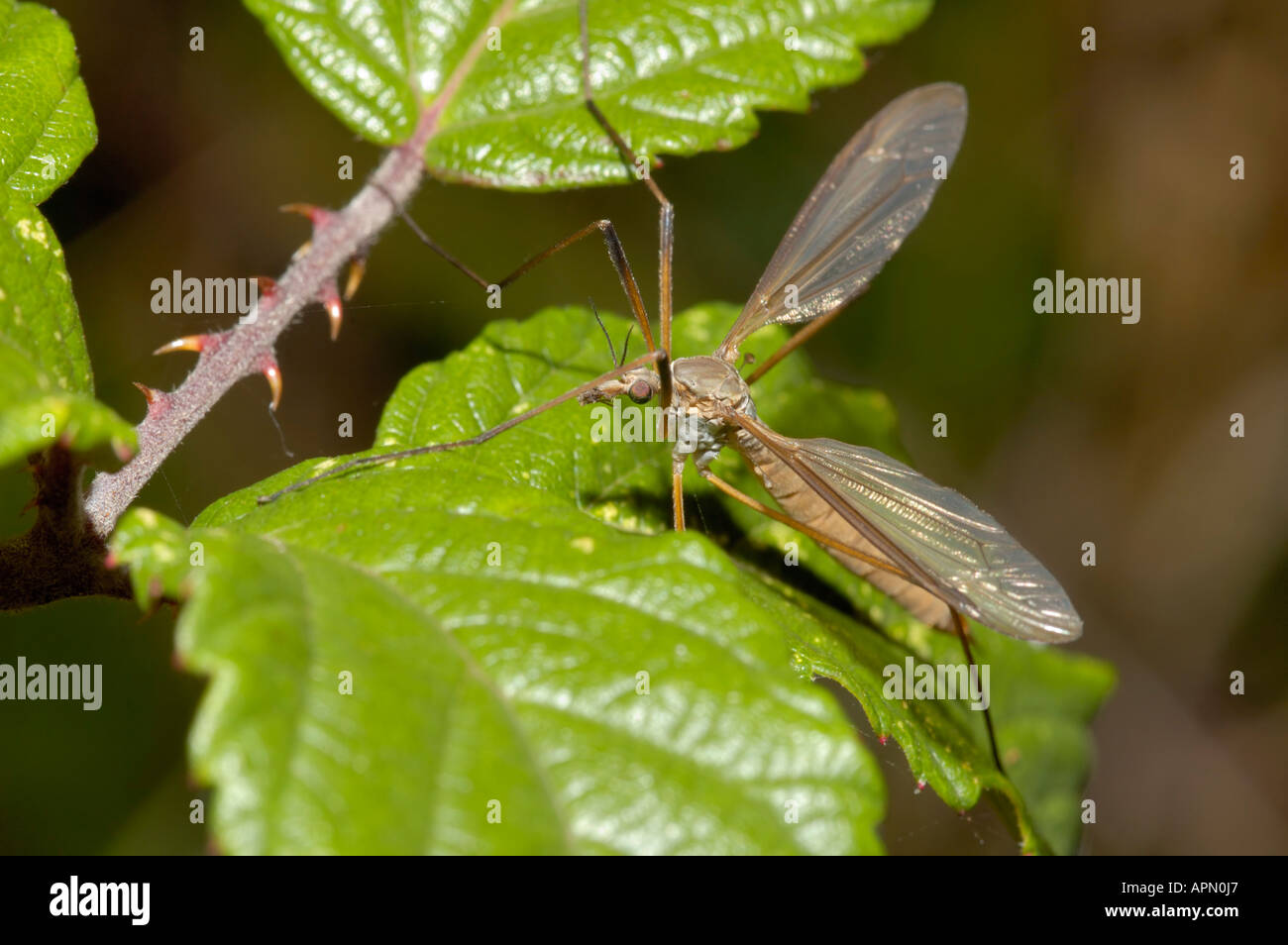 Crane fly Daddy Long Legs Stock Photo - Alamy