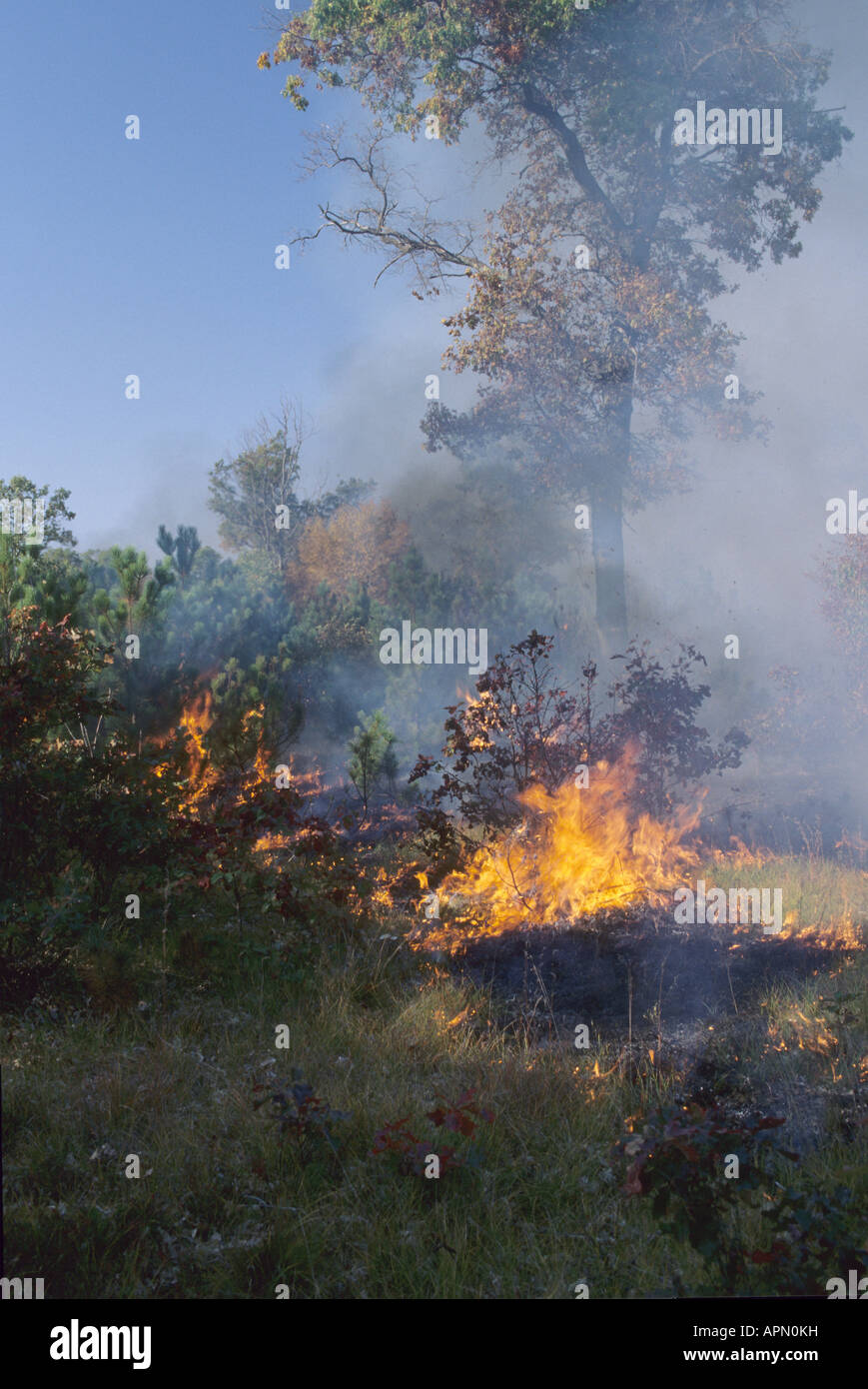 Michigan forest fire hi-res stock photography and images - Alamy