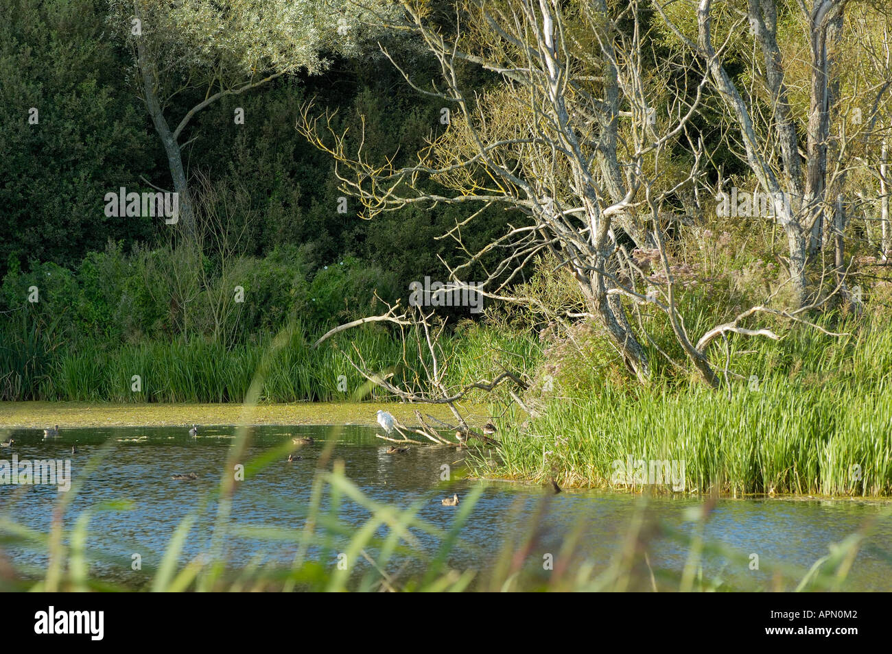 Magor marsh nature hi-res stock photography and images - Alamy
