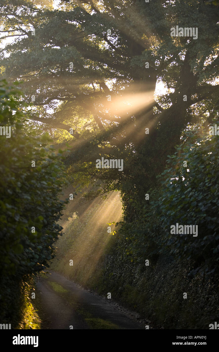 Sunlight through the mist hi-res stock photography and images - Alamy