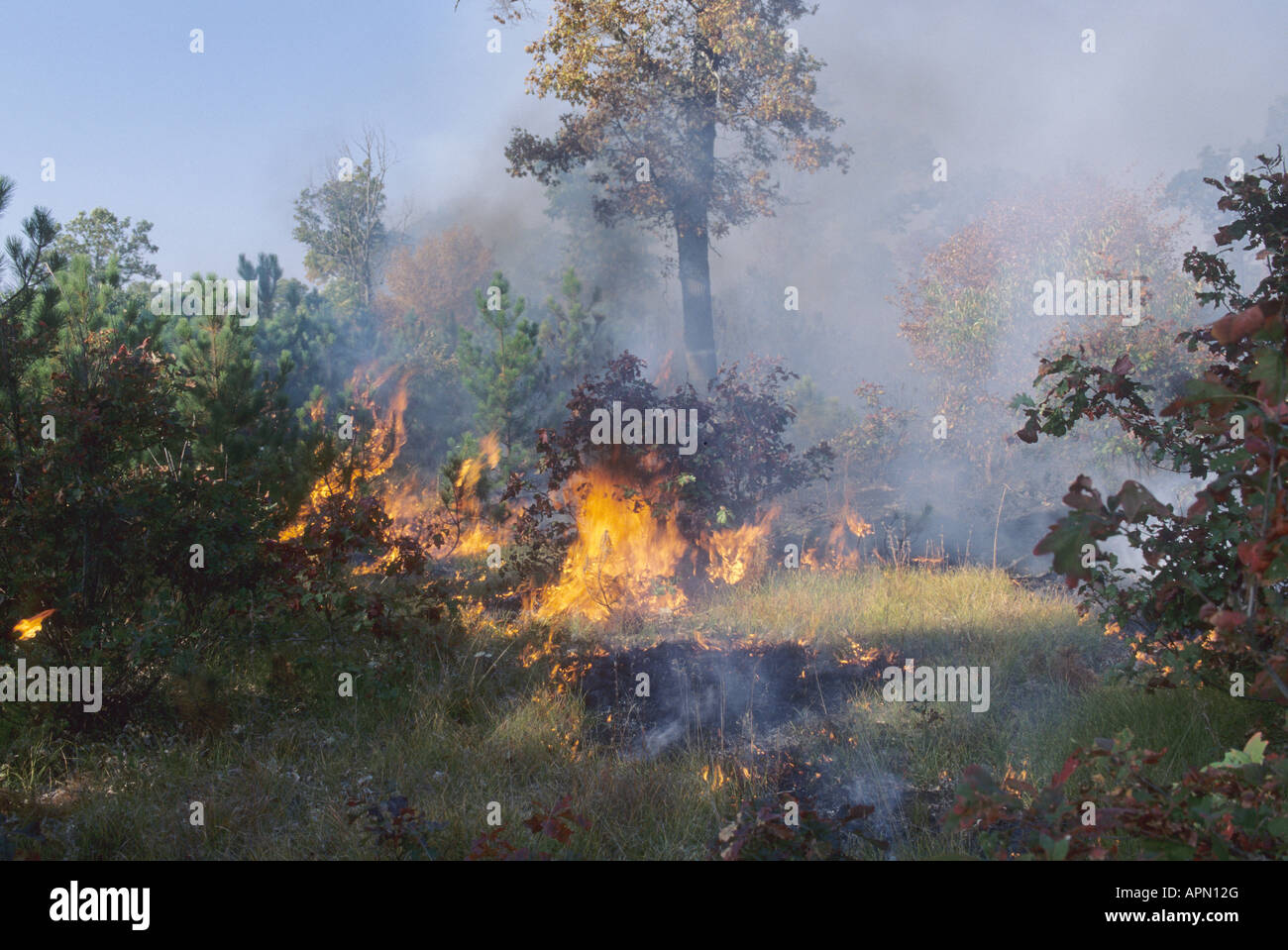 Michigan forest fire hi-res stock photography and images - Alamy