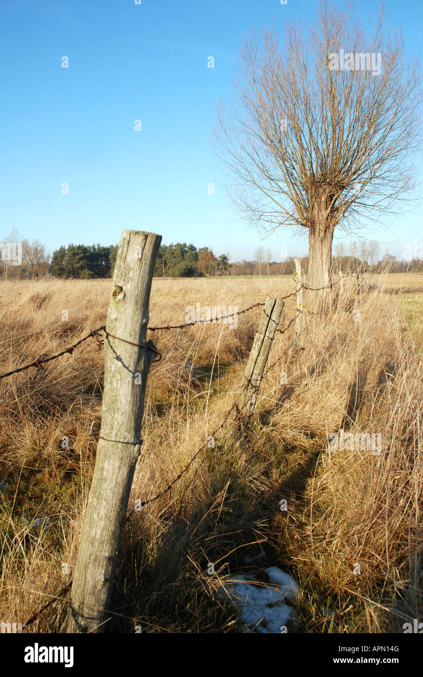 Willowtree hi-res stock photography and images - Alamy
