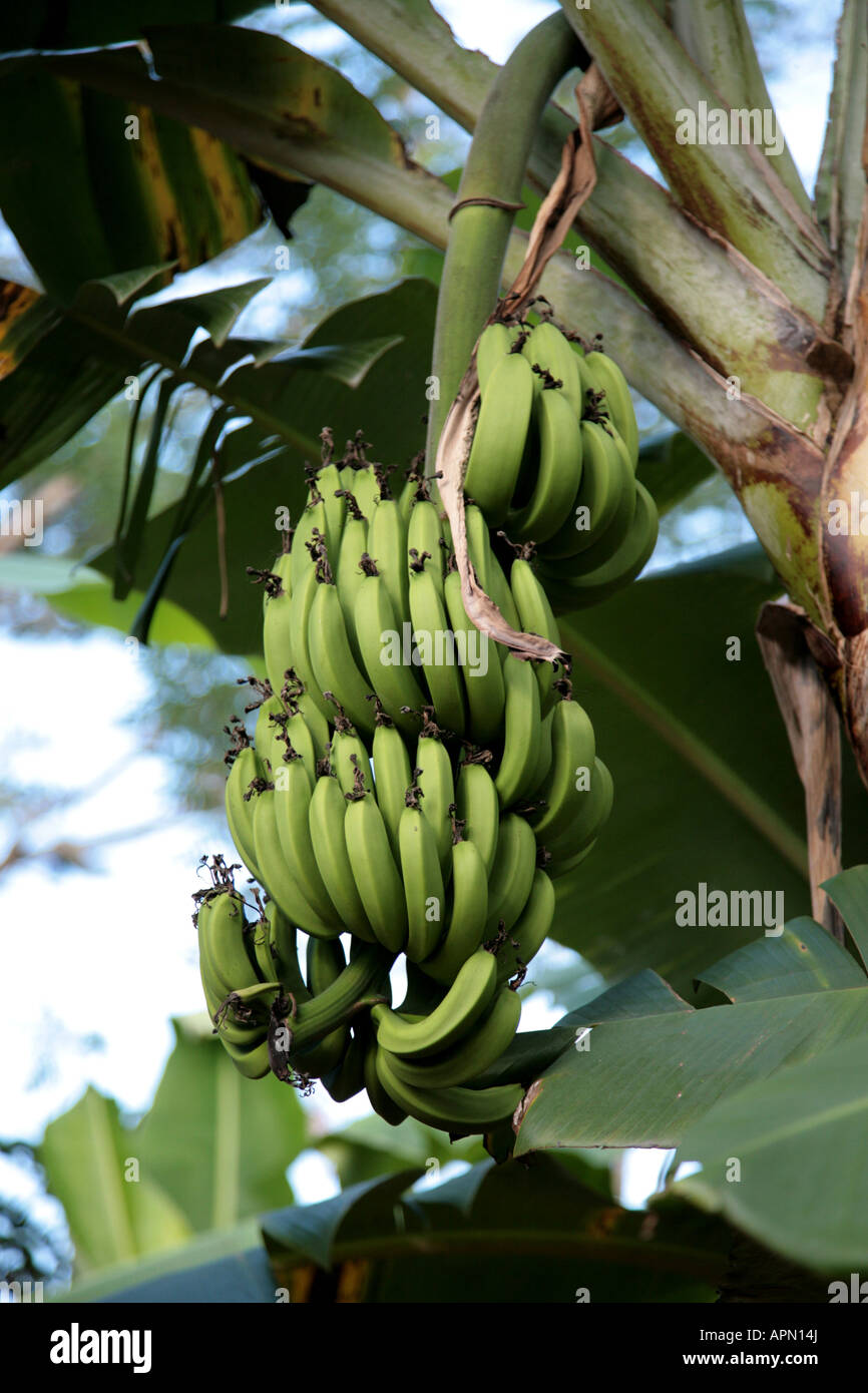 Pineapple 'ananas' growing on a spice farm on the Island of Zanzibar ...