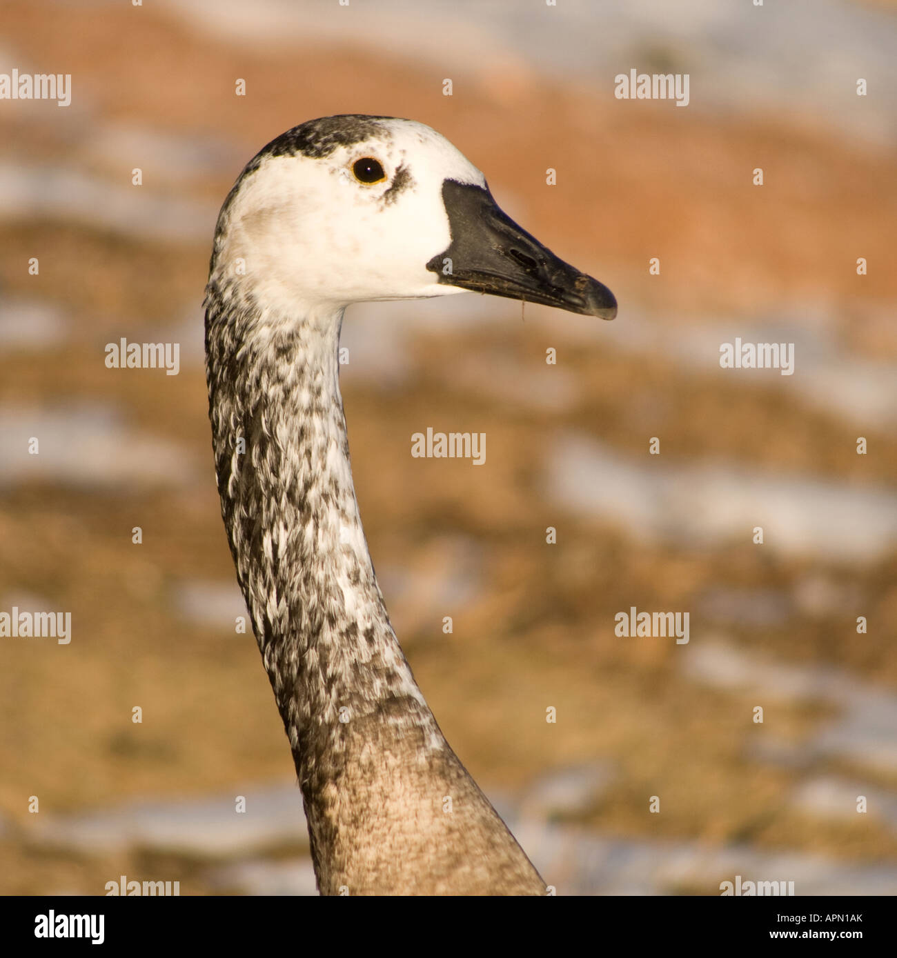 Snow Goose Portrait Stock Photo - Alamy