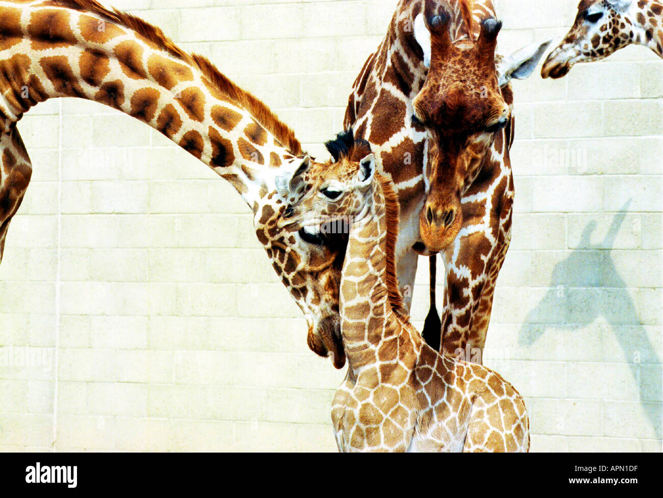 Mom Dad And Baby Giraffe