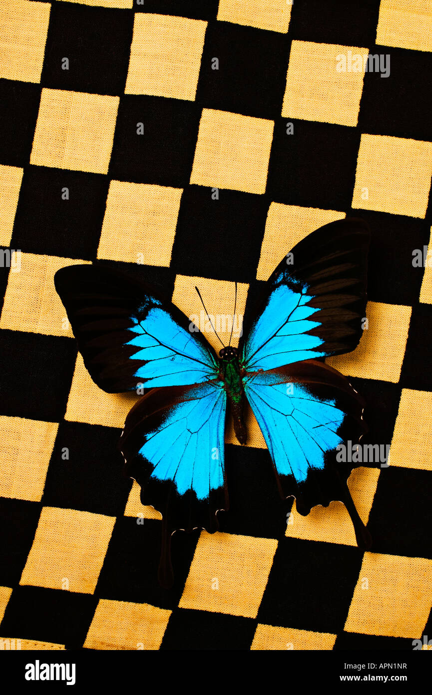 Checkerboard butterfly hi-res stock photography and images - Alamy