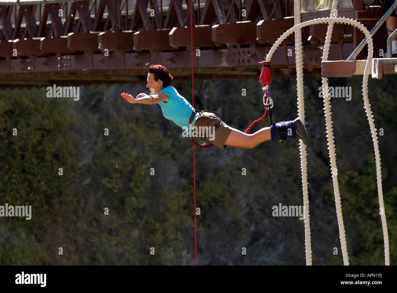 A woman bungee jumping from the A J Hackett Bridge over the Kawarau ...