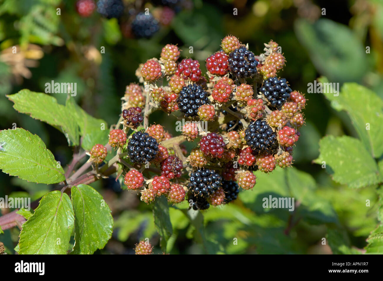 Wild Blackberry Bramble fruit Rubus fruticosus Stock Photo - Alamy