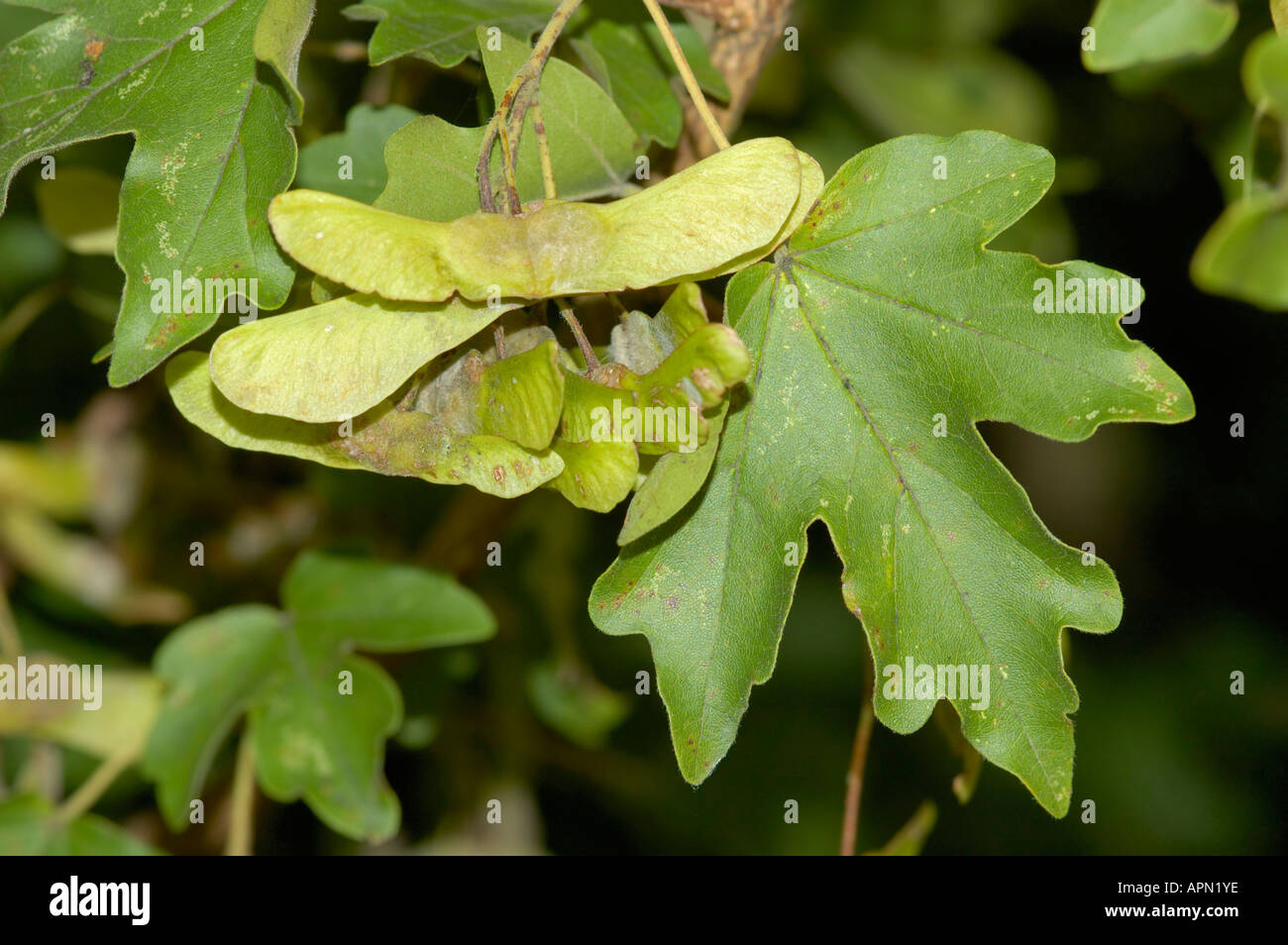 Field Maple winged seeds Acer campestre Stock Photo - Alamy