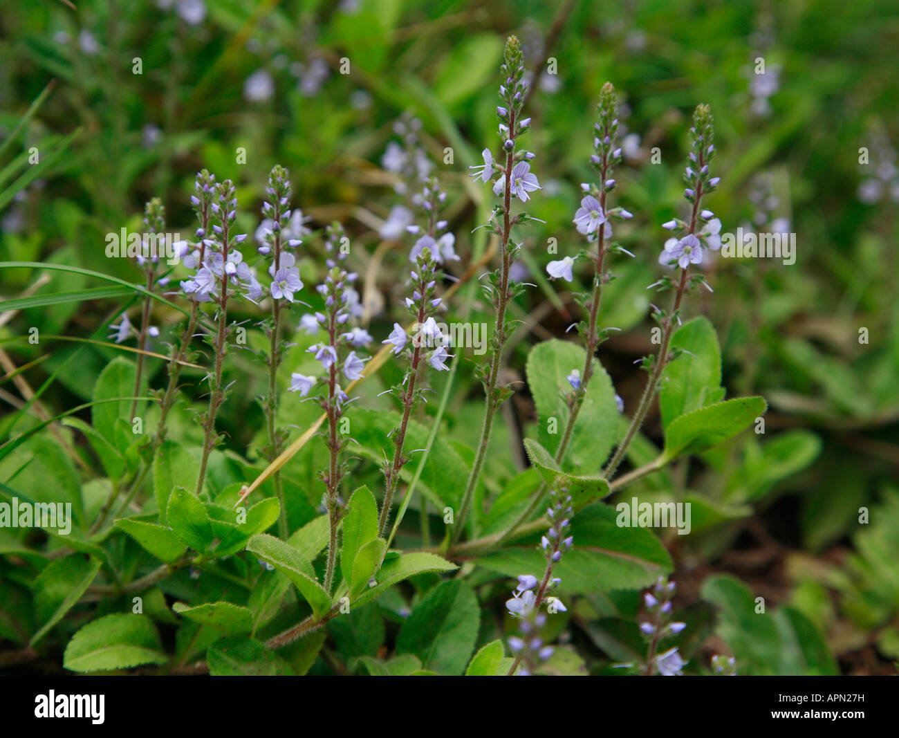 Heath Speedwell Veronica officinalis Stock Photo - Alamy