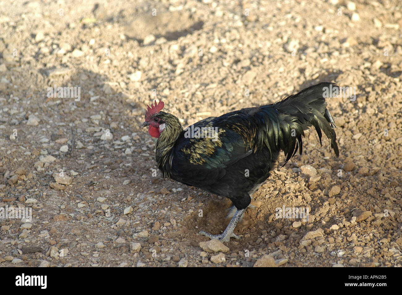 Farm chickens spain hi-res stock photography and images - Alamy