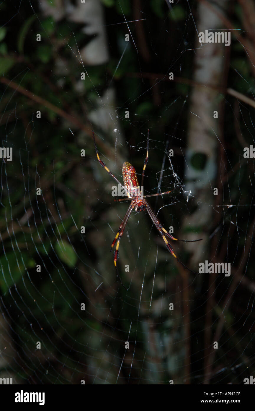 Exotic spider, Sage Mountain National Park, Tortola, British Virgin ...