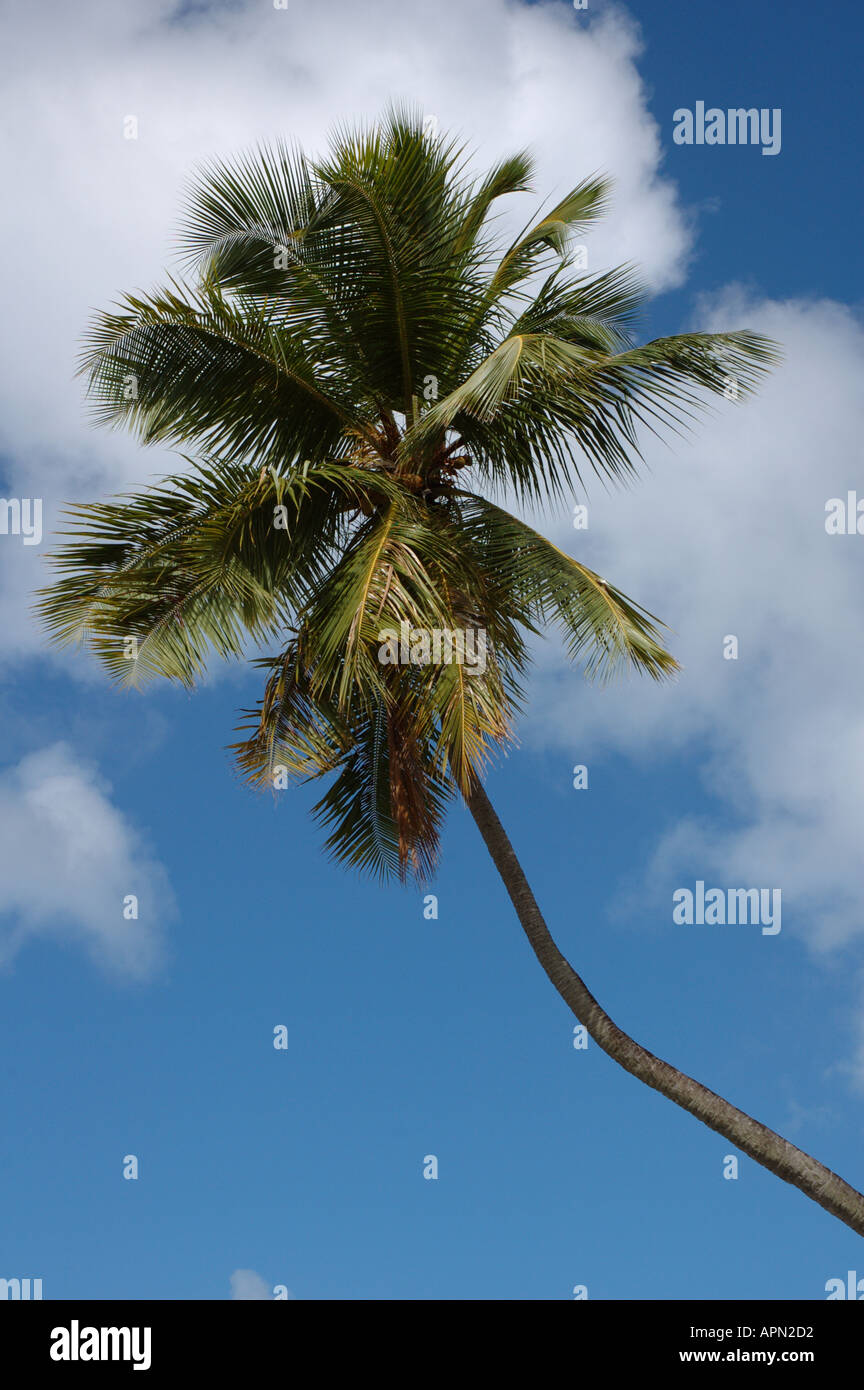 Caribbean palm tree, Tortola, British Virgin Islands Stock Photo - Alamy