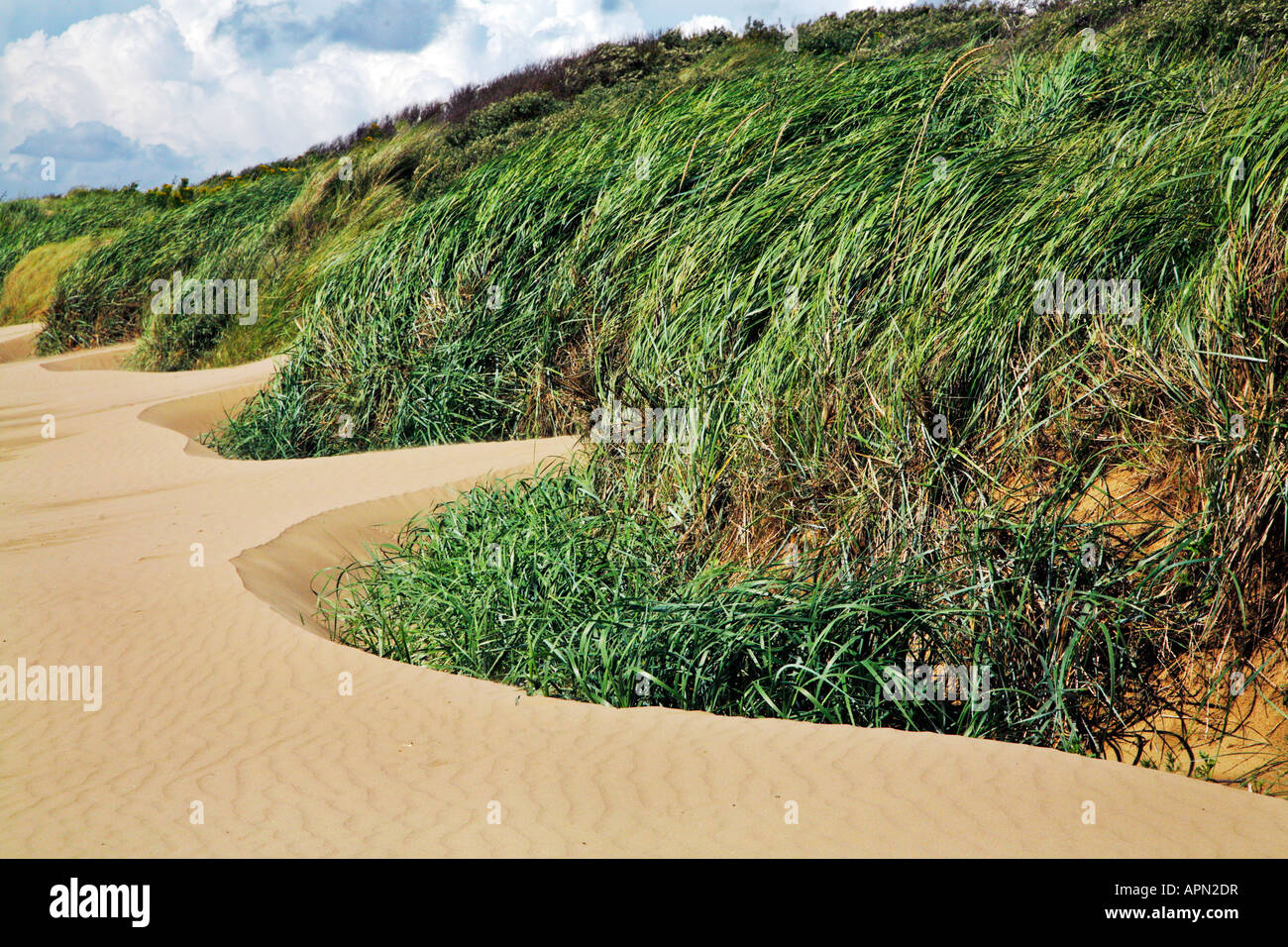 Wind blown sand encroaching on Marram grass Ammophila arenaria ...