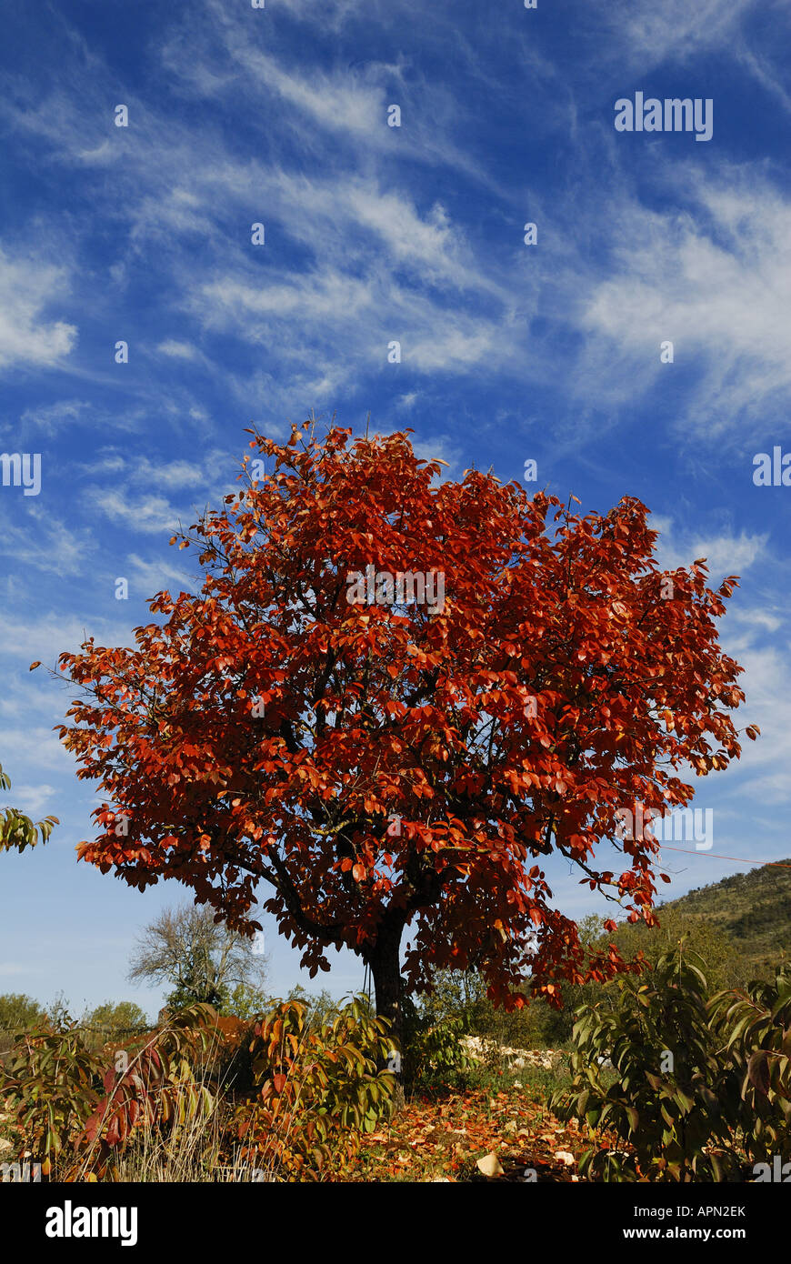 Tree in autumn with red sheets Stock Photo - Alamy