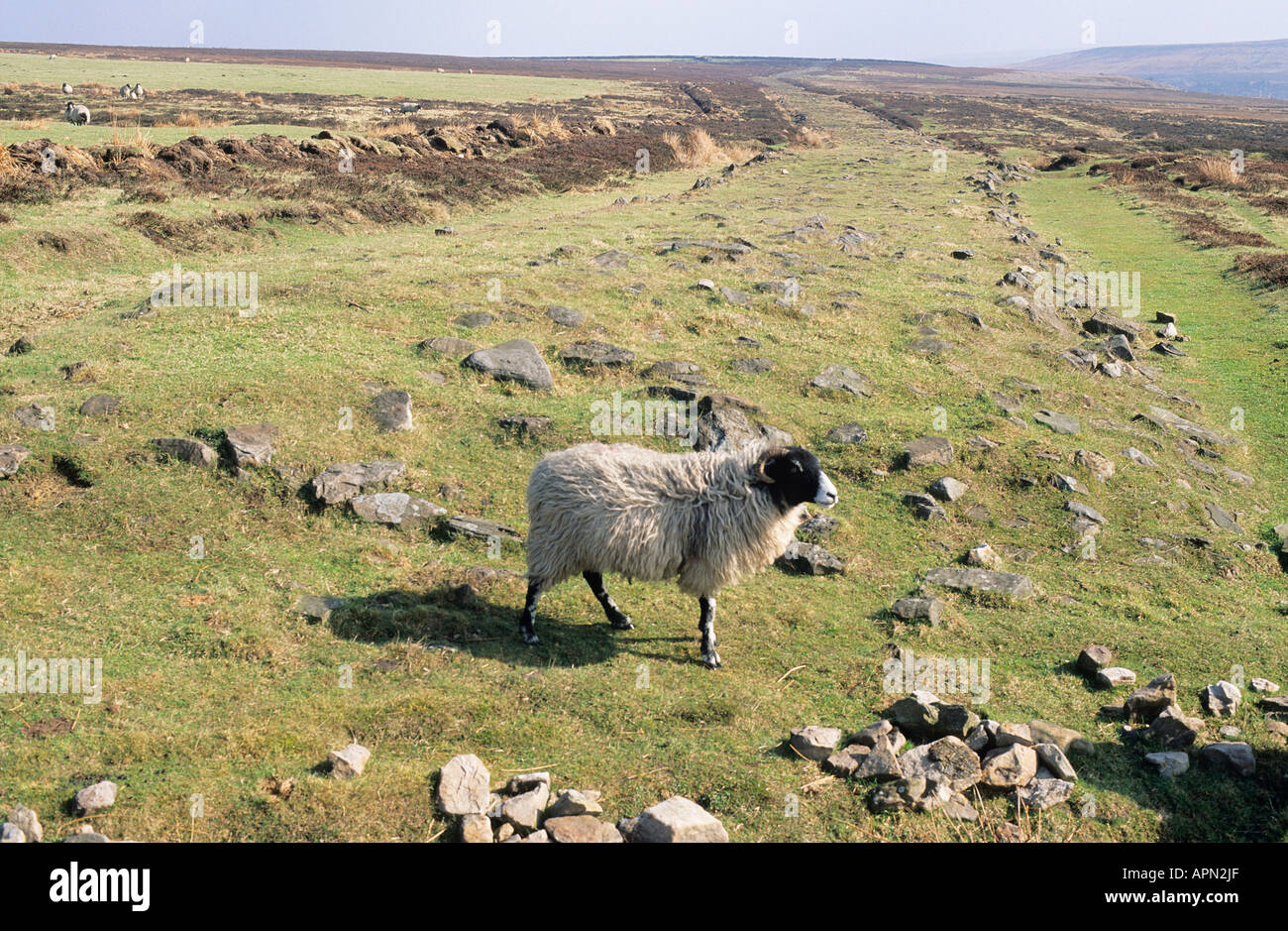 A sheep using Wheeldale Roman Road English Heritage North York Moors ...