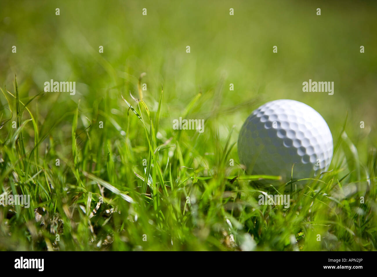 golf ball on grass close up selective focus horizontal Stock Photo - Alamy
