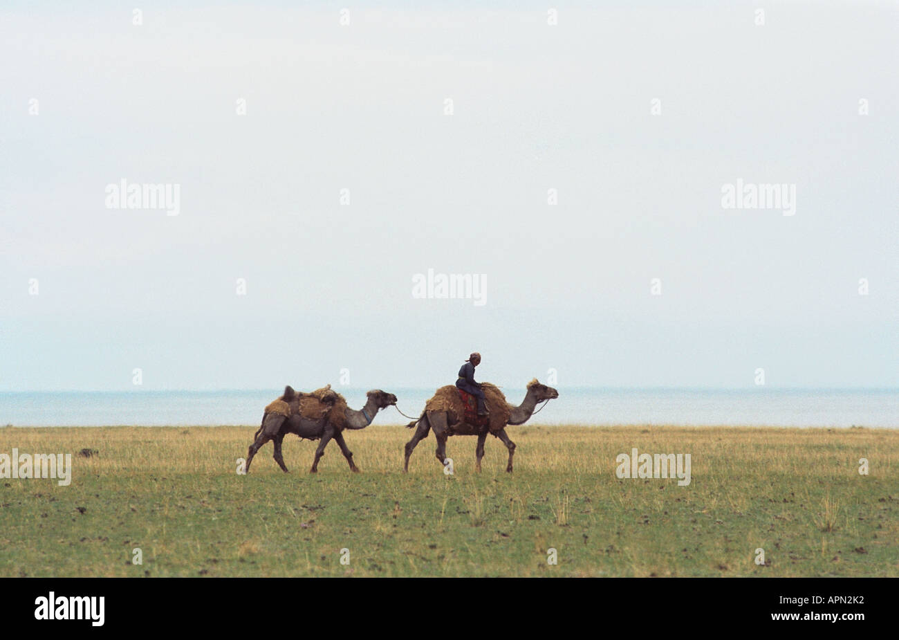 Woman riding on camel. Boorog Deliin Els Desert. Uvs aimag. Mongolia ...