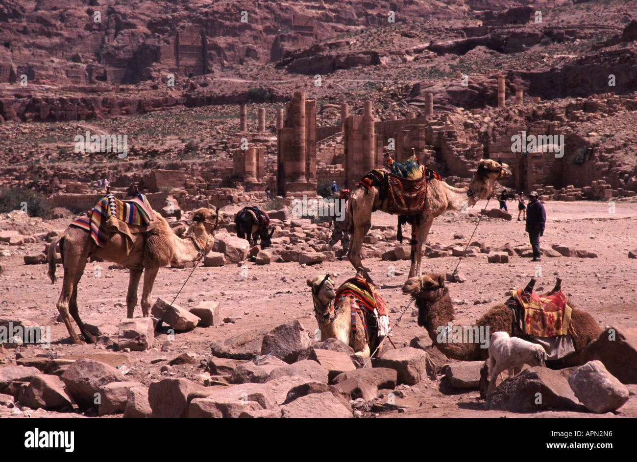 Camel stop hi-res stock photography and images - Alamy