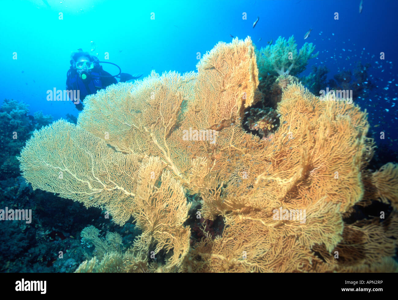 diver in the red sea with some red soft coral Stock Photo - Alamy