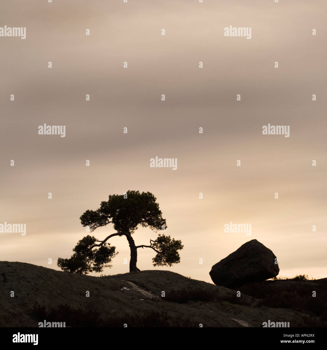 Rock tree and sunset hi-res stock photography and images - Alamy