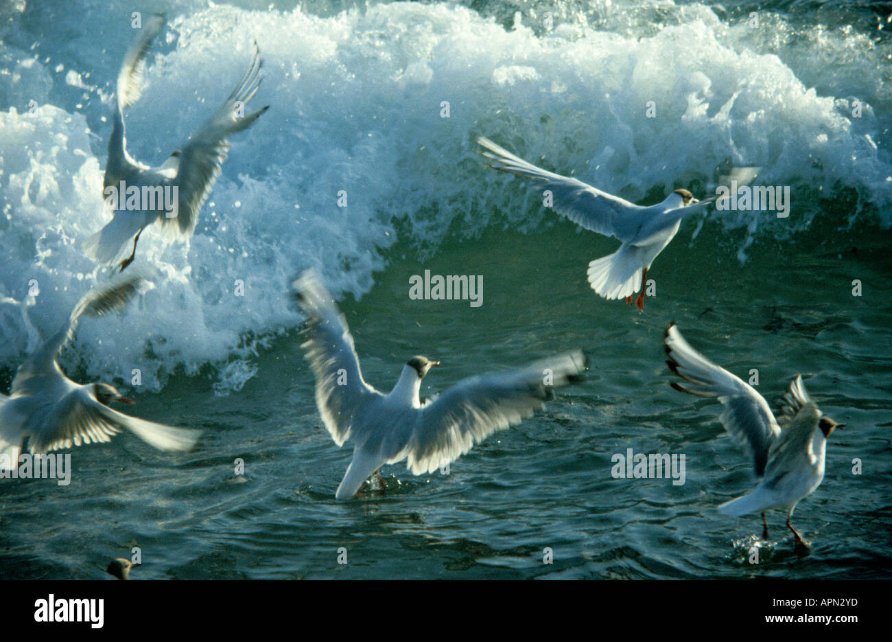 A flock of seagulls spreading their wings and flying away from a ...