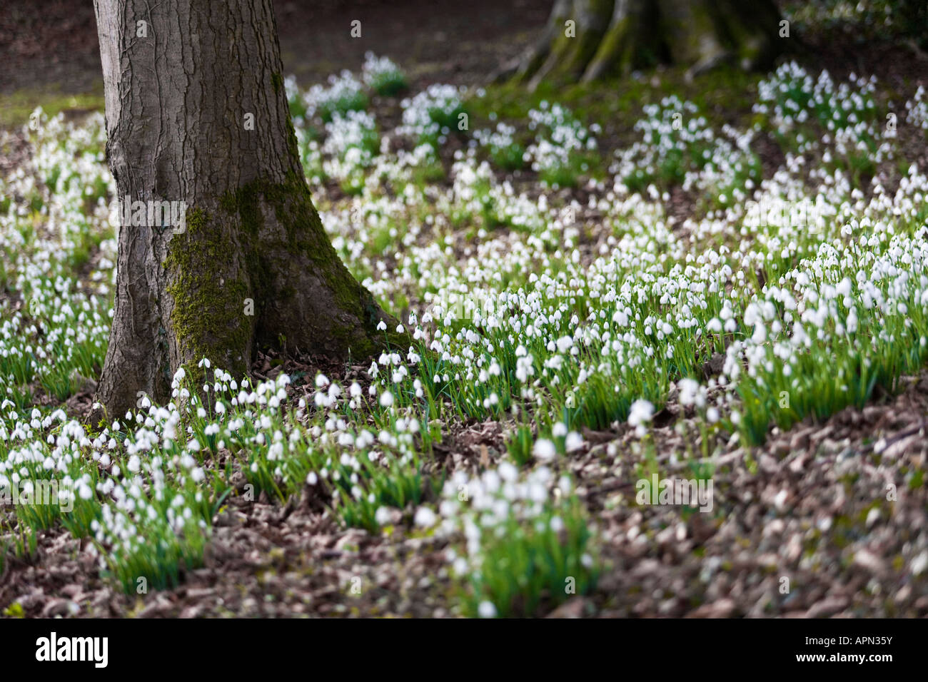 Colesbourne estate hi-res stock photography and images - Alamy