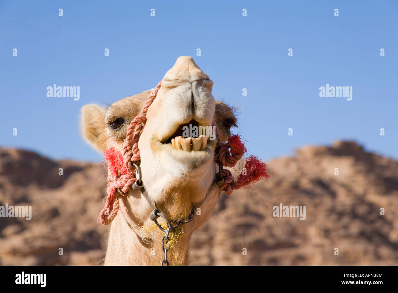 Camel face close ups hi-res stock photography and images - Alamy