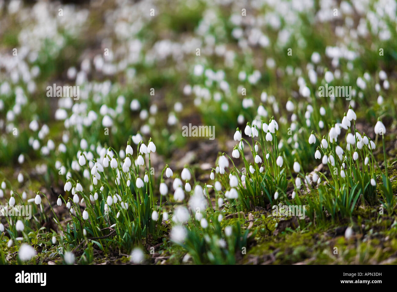 Colesbourne estate hi-res stock photography and images - Alamy