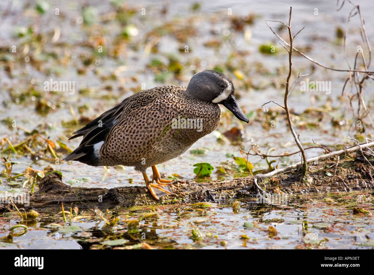 Blue-winged teal on a log Stock Photo - Alamy