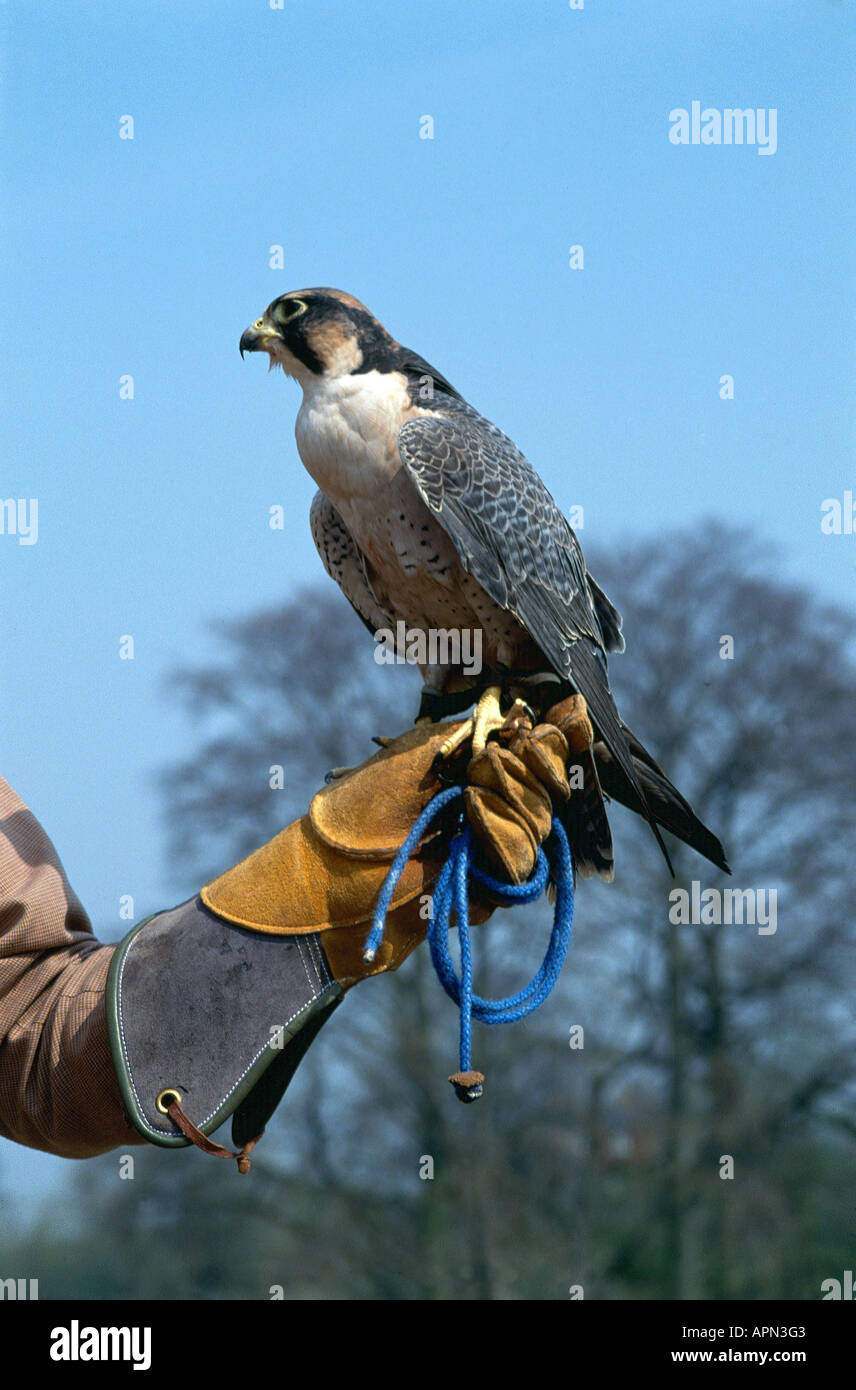 A handler with a Pereguine Falcon on his arm at the National Falconry ...