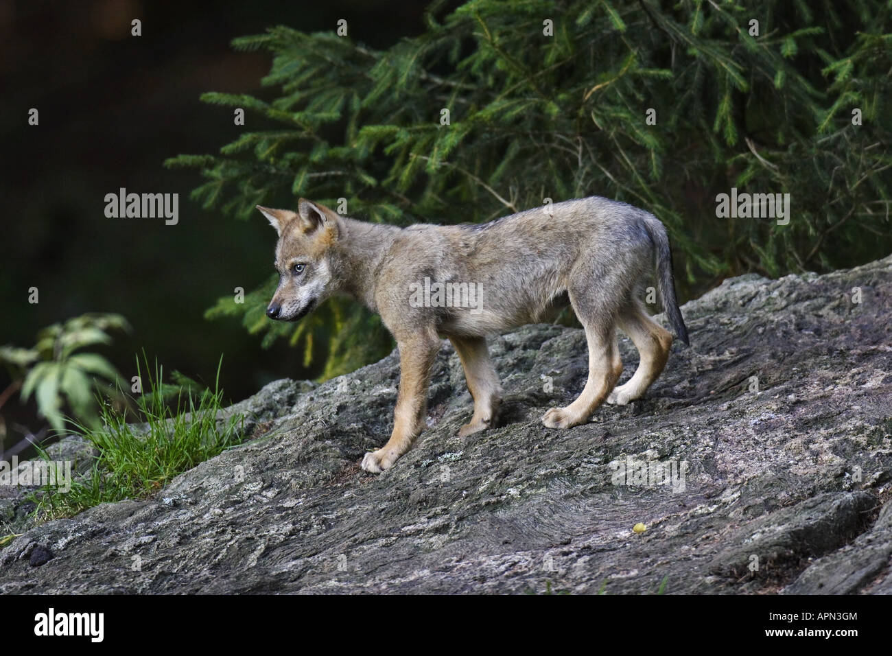 Junger Wolf, child, baby, Canis lupus, wolves Stock Photo - Alamy