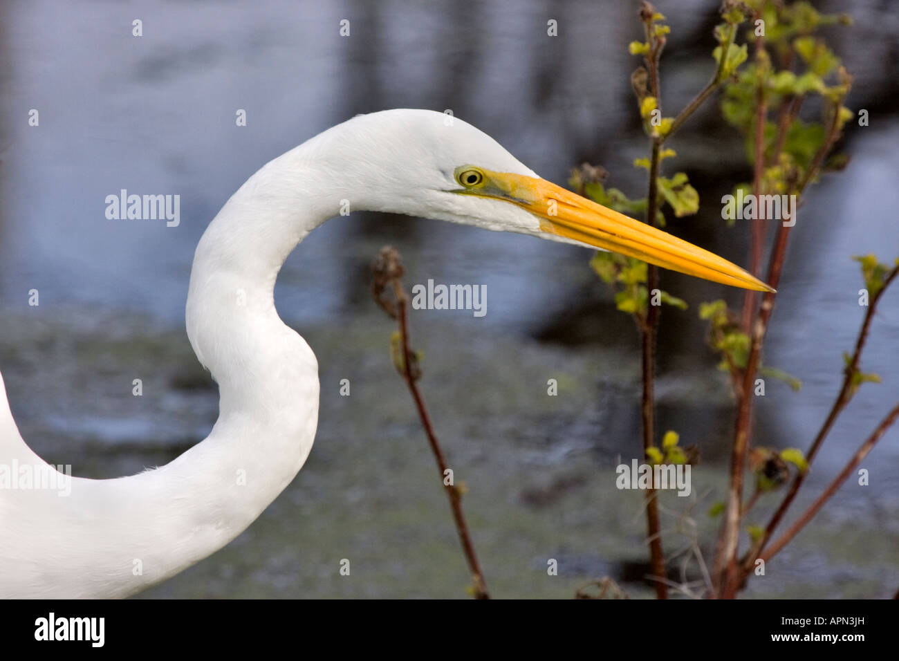 Great egret searching for food Stock Photo - Alamy
