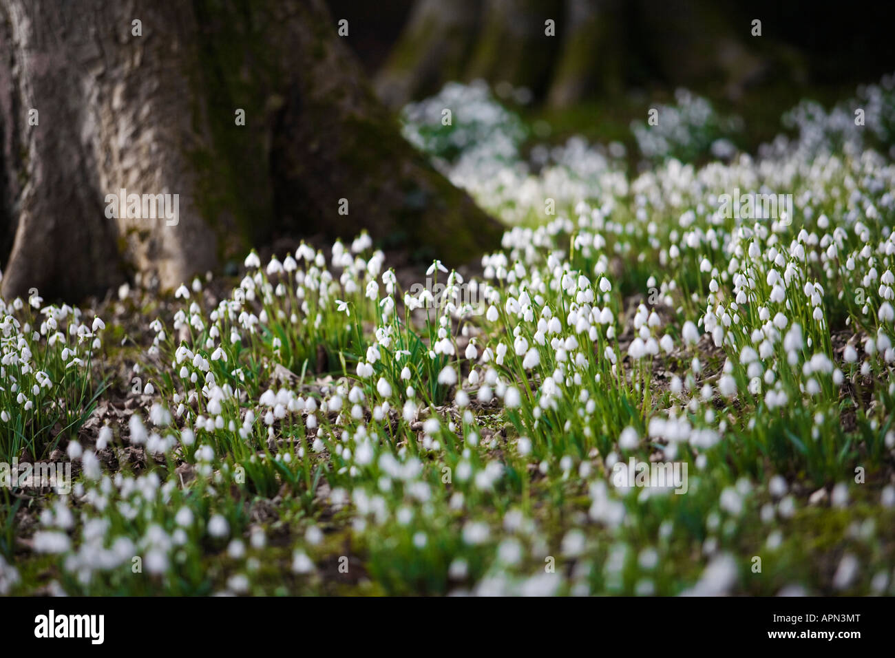 Snowdrops at Colesbourne Park Estate Gloucestershire UK Stock Photo - Alamy
